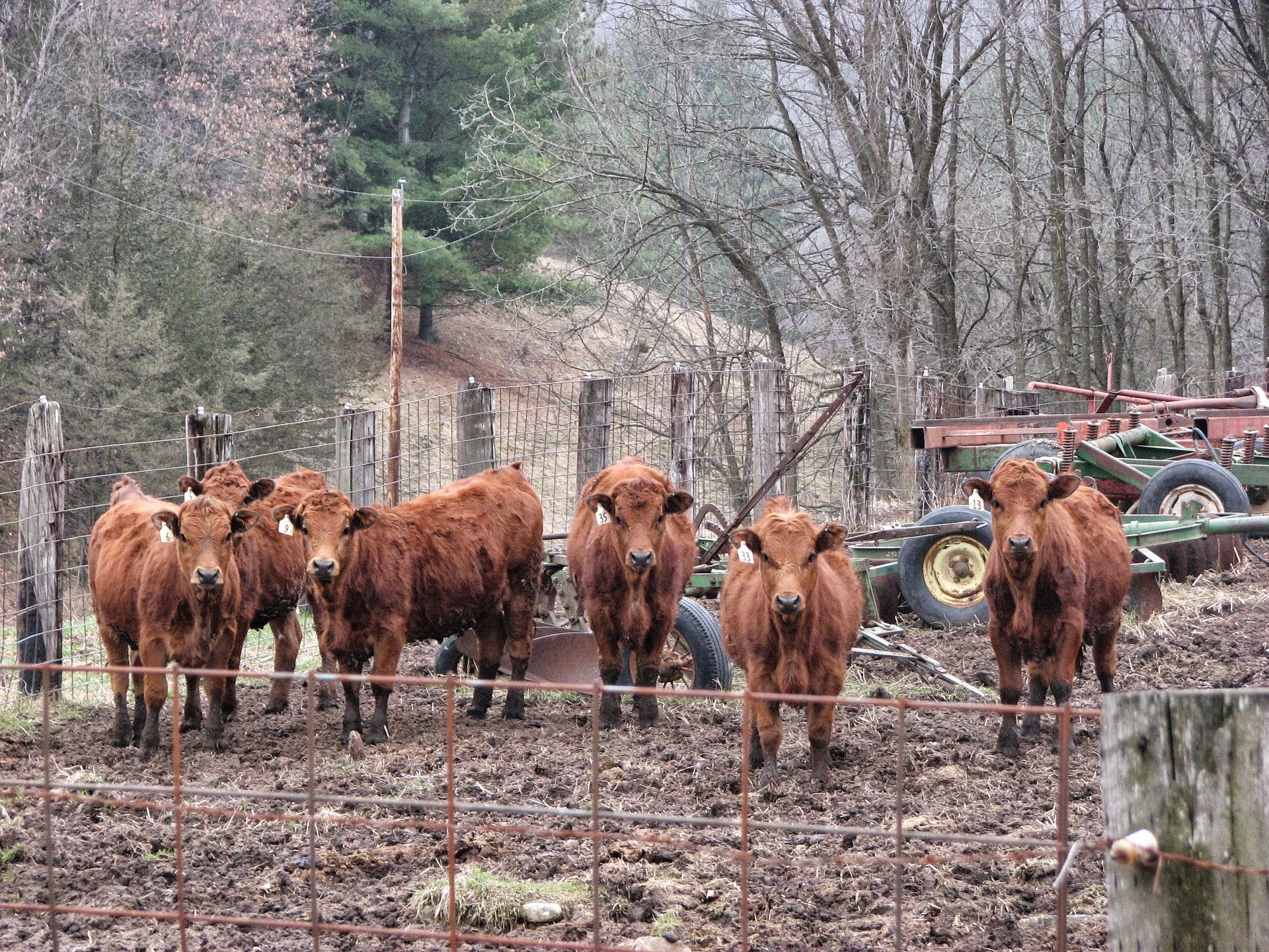 How to start homesteading in Minnesota | Hello Homestead