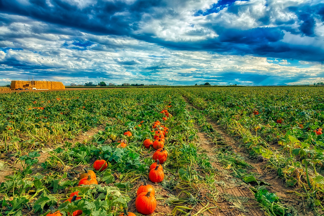 How to start homesteading in Colorado | Hello Homestead