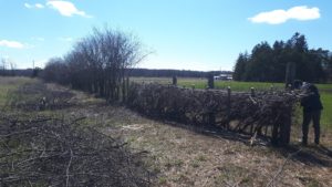 Could hedgelaying catch on in the United States? | Hello Homestead