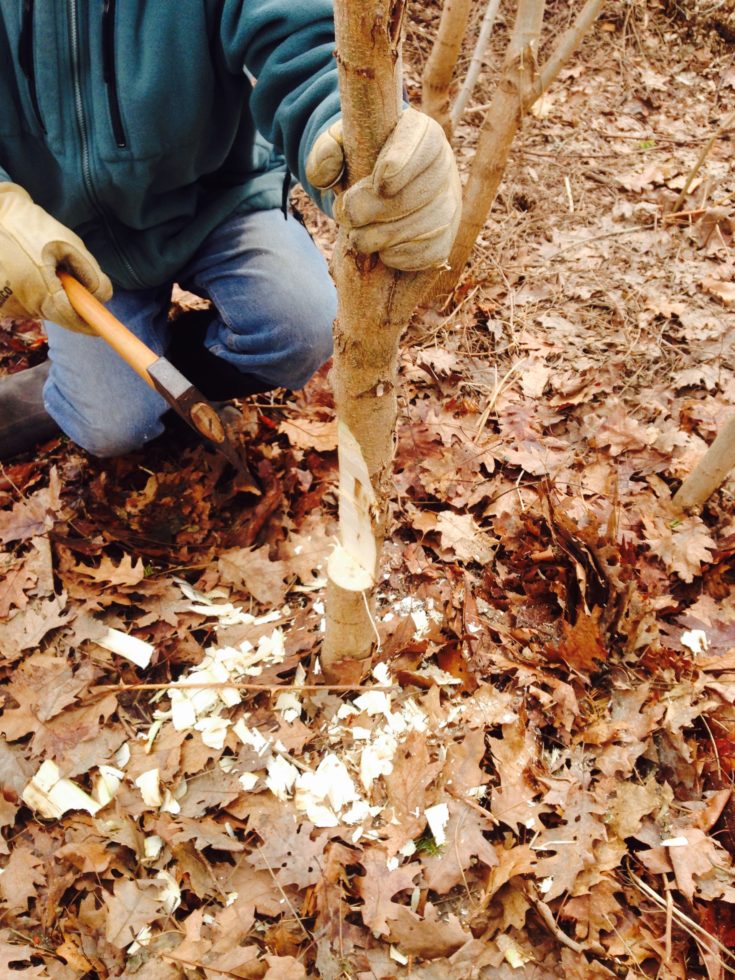 Could hedgelaying catch on in the United States? | Hello Homestead