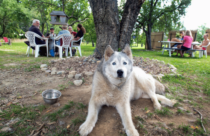 How to build a perfect paddock for grazing | Hello Homestead