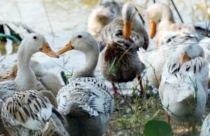 Backyard chicken processing 101 | Hello Homestead