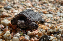 How to take care of baby quail | Hello Homestead